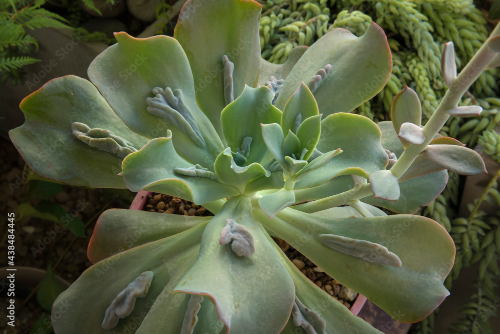 Exotic hybrid succulent plants. Top view of an Echeveria gibbiflora ...