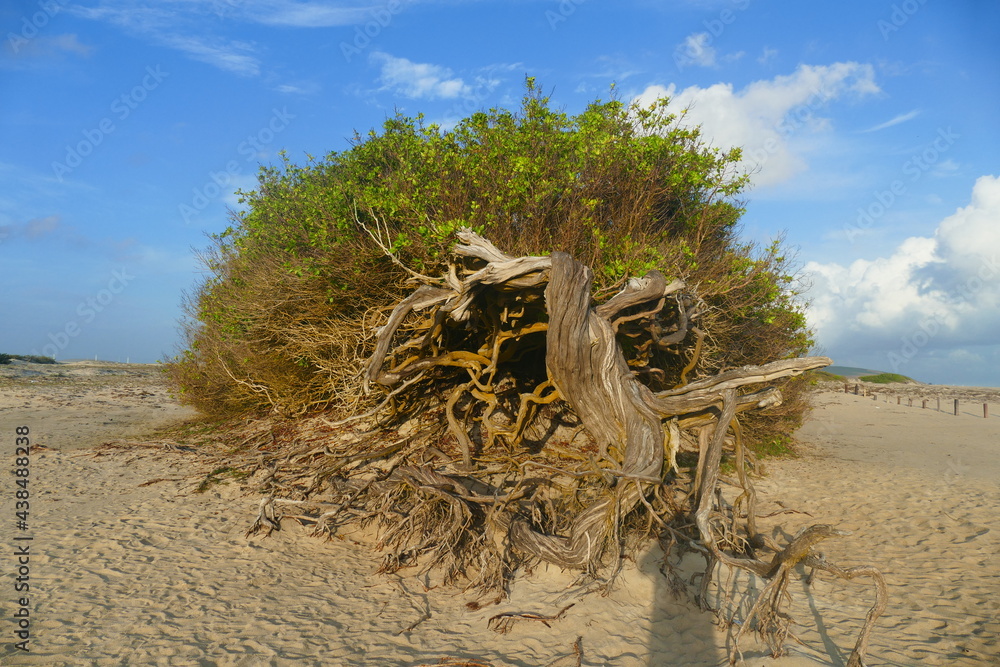 Lazy buttonwood (conocarpus erectus) tree that has not resisted the ...