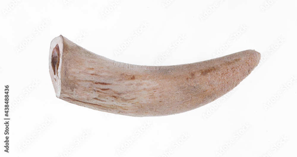 Poster tiger tooth,fang of the beast isolated on white background ...