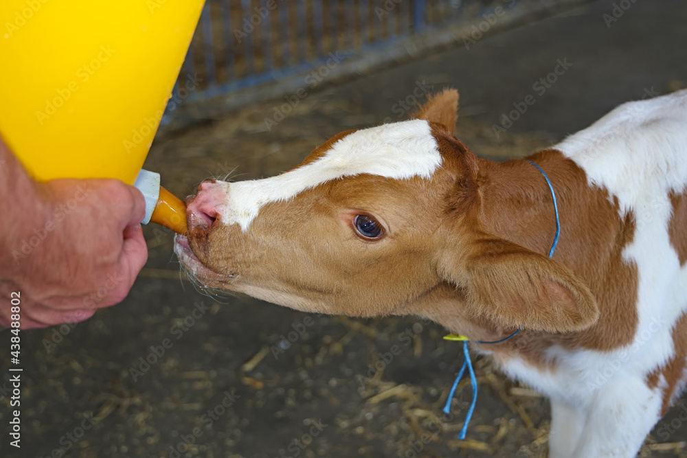 Farmer feeding baby animal simmental calf with milk from bucket with ...