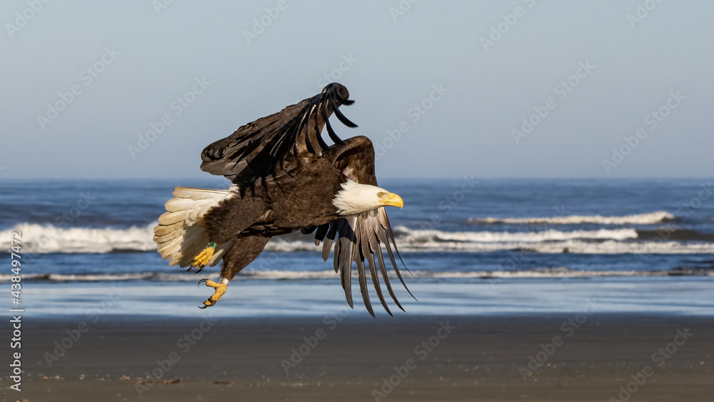 Bald Eagle Landing Stock Photo | Adobe Stock