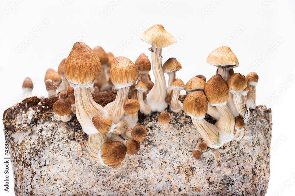 Pf Tek Mushrooms