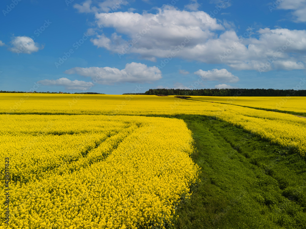 Bright yellow field with rapeseed flowers. View from a height of a ...