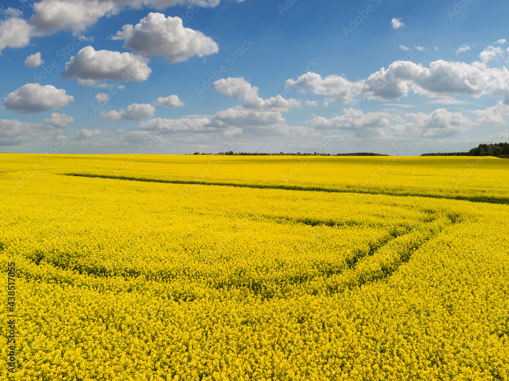 Bright yellow field with rapeseed flowers. View from a height of a ...