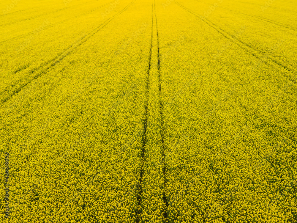 Bright yellow field with rapeseed flowers. View from a height of a ...