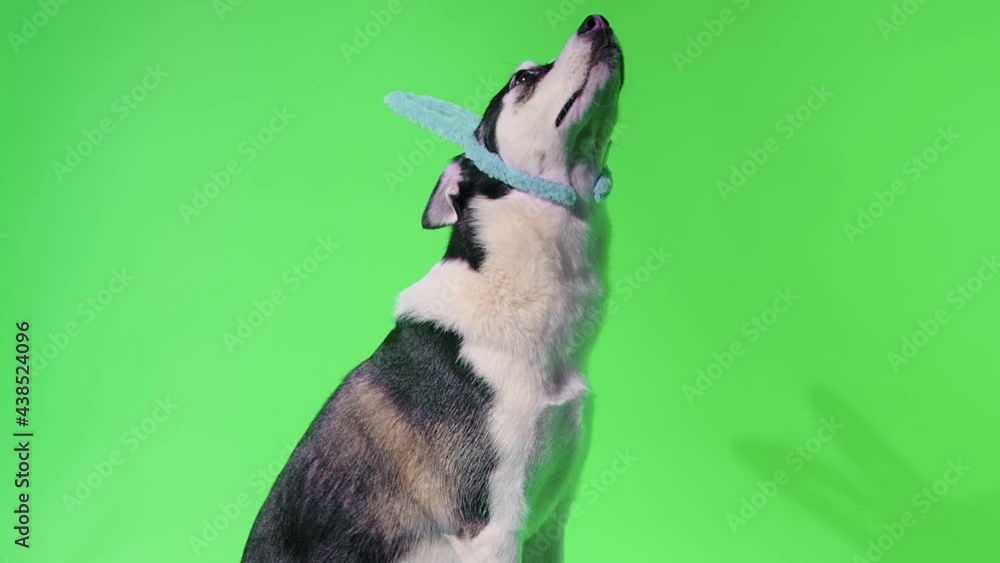 Young husky with funny pink rabbits ears looks up in studio on green ...