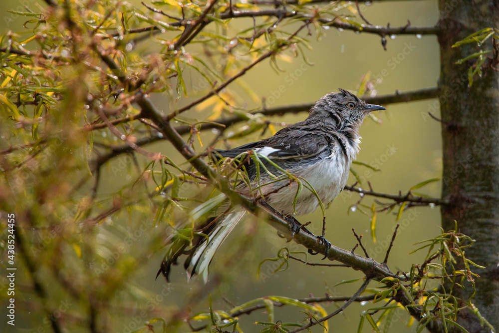 A Mockingbird perches in a tree after a rainstorm to dry off in the sun ...