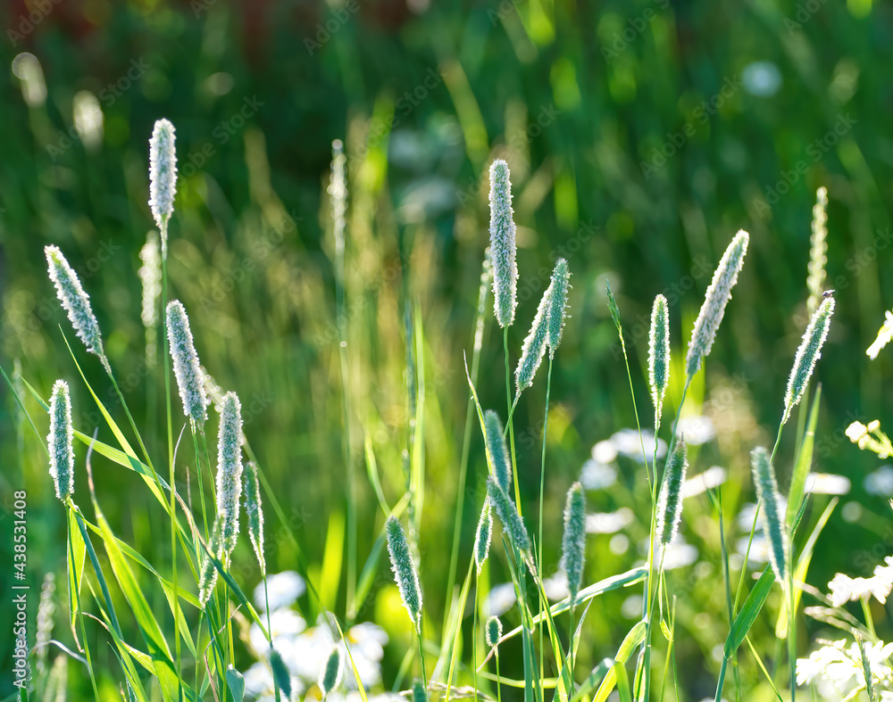 Timothy grass, aka Phleum pratense L. hay, that is a very common weed ...