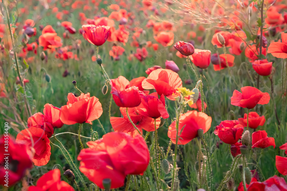 A field of bright red blooming poppies at sunset, summer mood. A ...