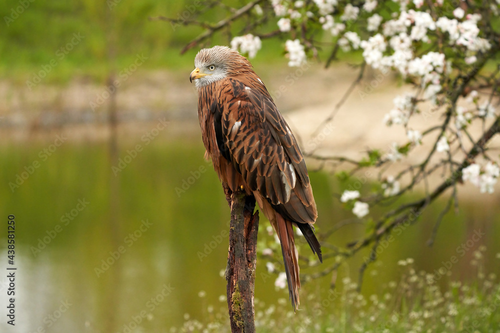 Red kite, sits on a stump in front of a fruit tree with white blossom ...