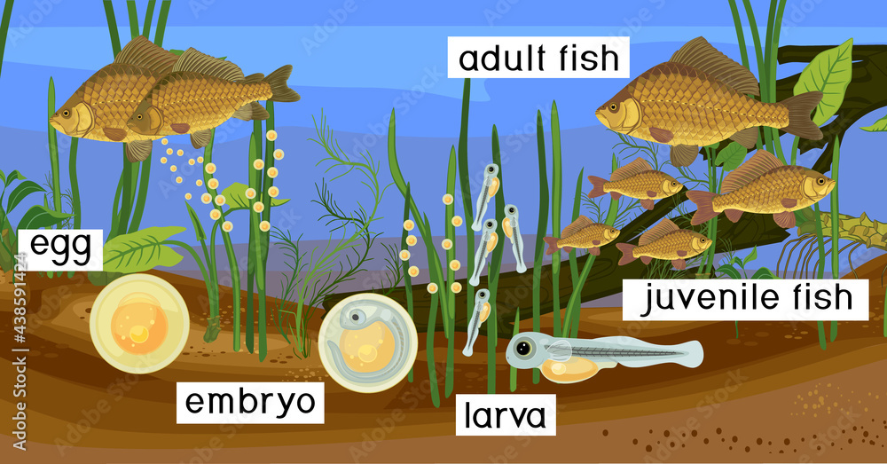 Ecosystem of pond and fish life cycle. Sequence of stages of ...