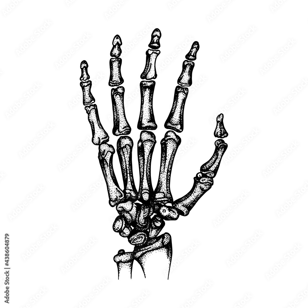 Hand Bones. Human hand and wrist engraving, vintage style vector ...
