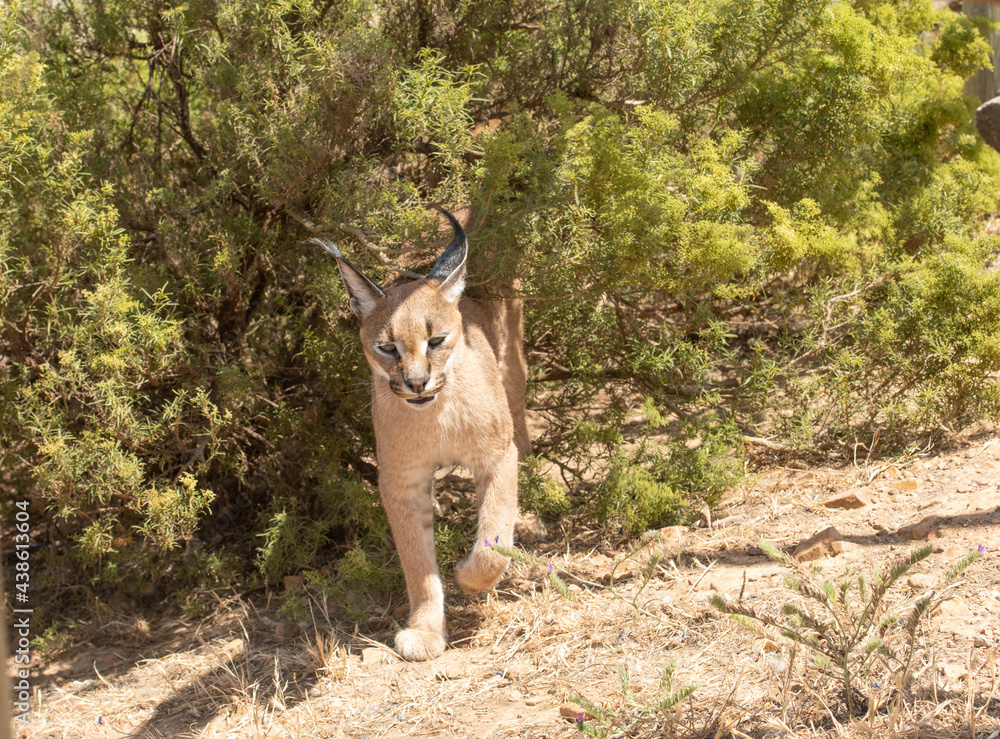 Single Caracal or Felis Caracal caracal, walking out of green bush ...