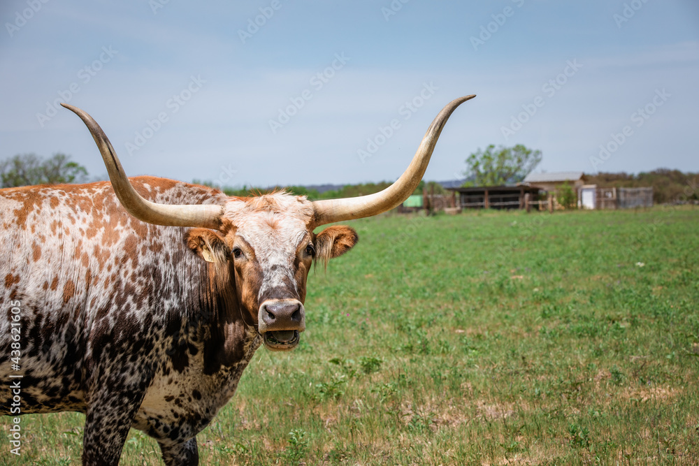 Texas longhorn cattle in the spring in a field with wild flowers Stock ...