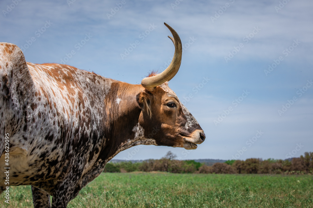 Texas longhorn cattle in the spring in a field with wild flowers Stock ...