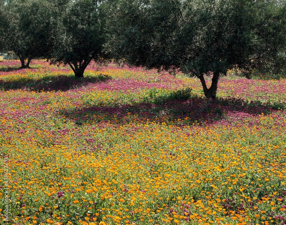 olive grove, flower meadow, economy, trees, olive trees, olive ...