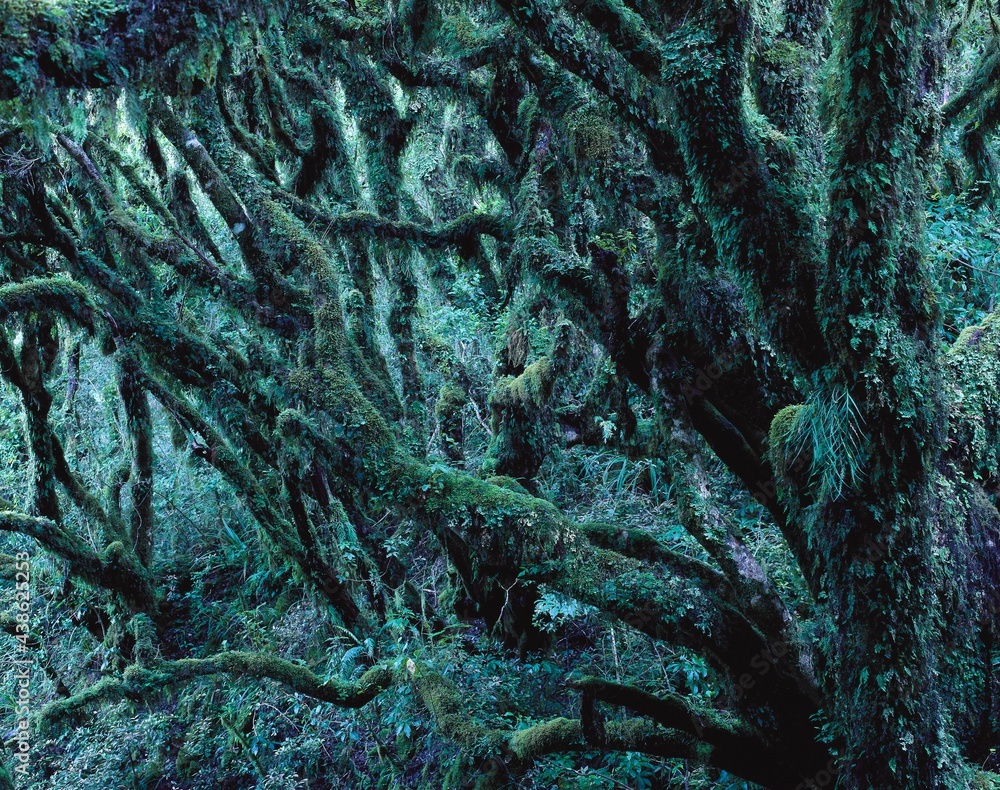 new zealand, rainforest, vegetation, tree, mosses, lichens, epiphytes ...