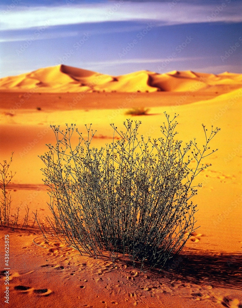 africa, sahara, sand dunes, vegetation, spurge, euphorbia guyoniana ...
