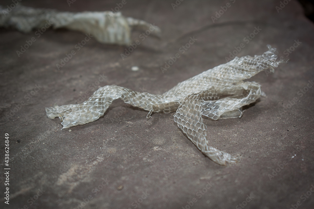 Shedded dry snake skin closeup. Molting snake. Natural skin texture ...
