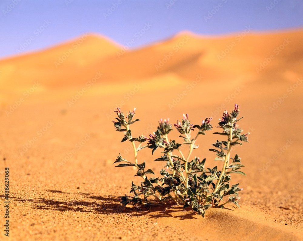 africa, sahara, vegetation, plant, moltkiopsis ciliata, north africa ...