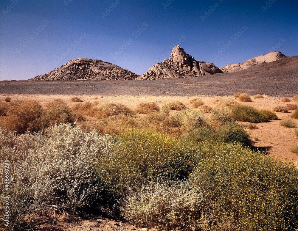 algeria, southern arak, rocky desert, vegetation, africa, desert ...