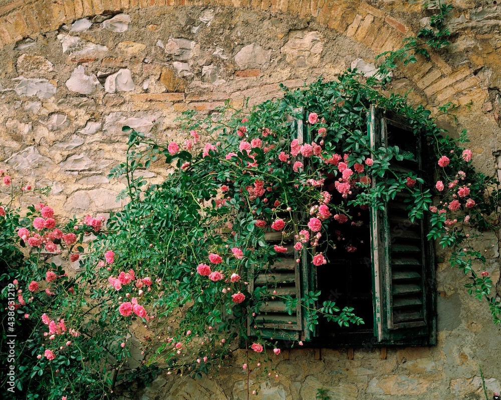 building, facade, window, old, rose bush, still life, house, house wall ...