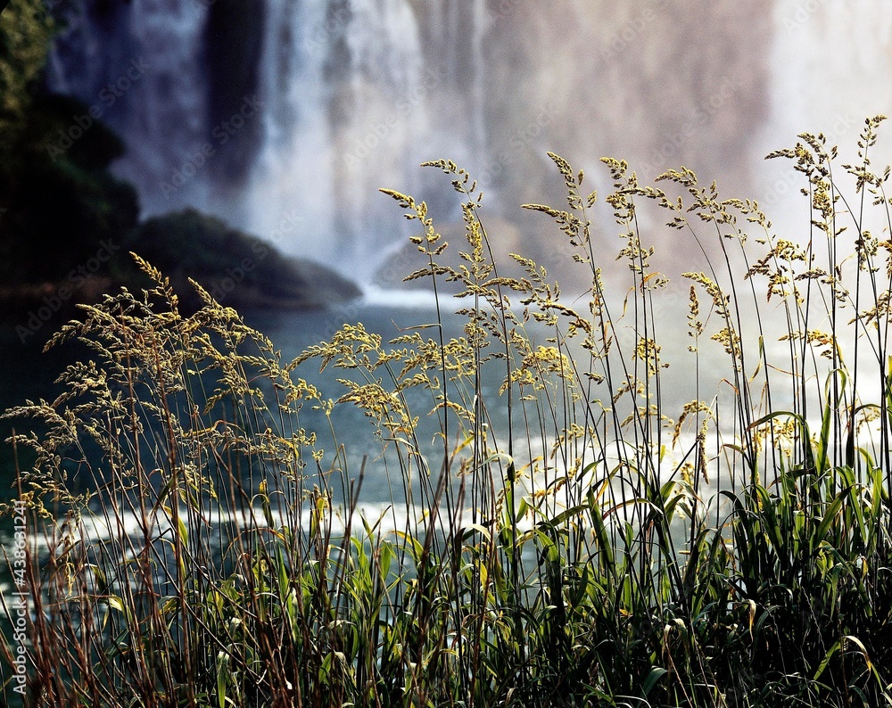 grasses, waterfall, nature, season, vegetation, plants, sweet grasses ...