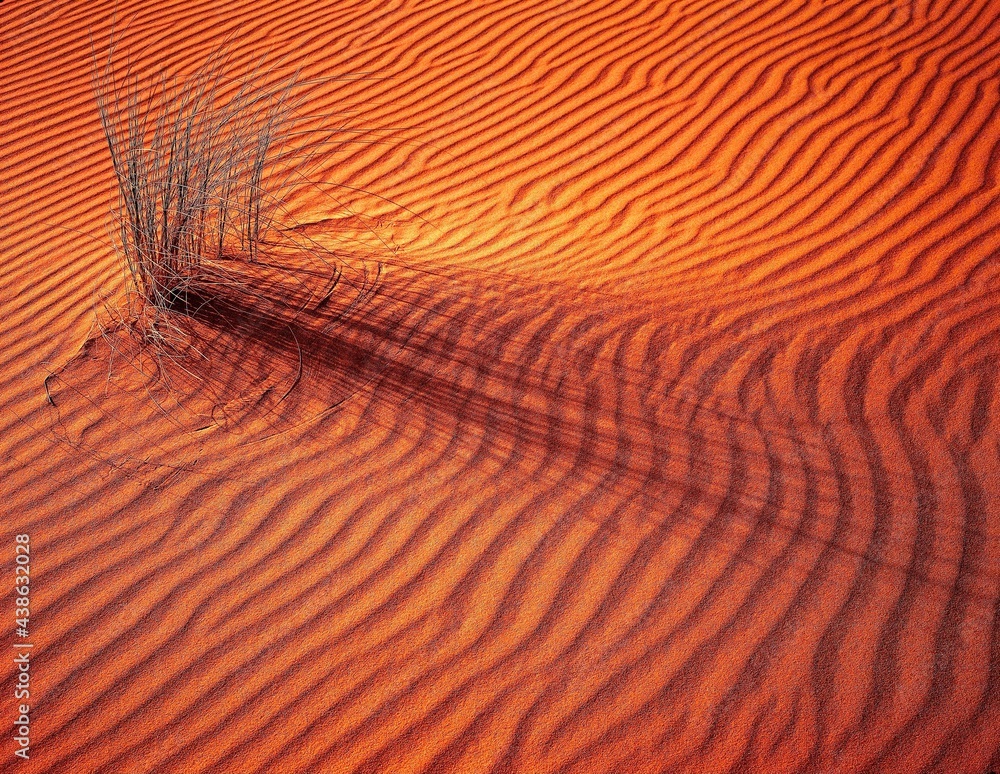 algeria, sahara, desert sand, grasses, ripple marks, north africa ...
