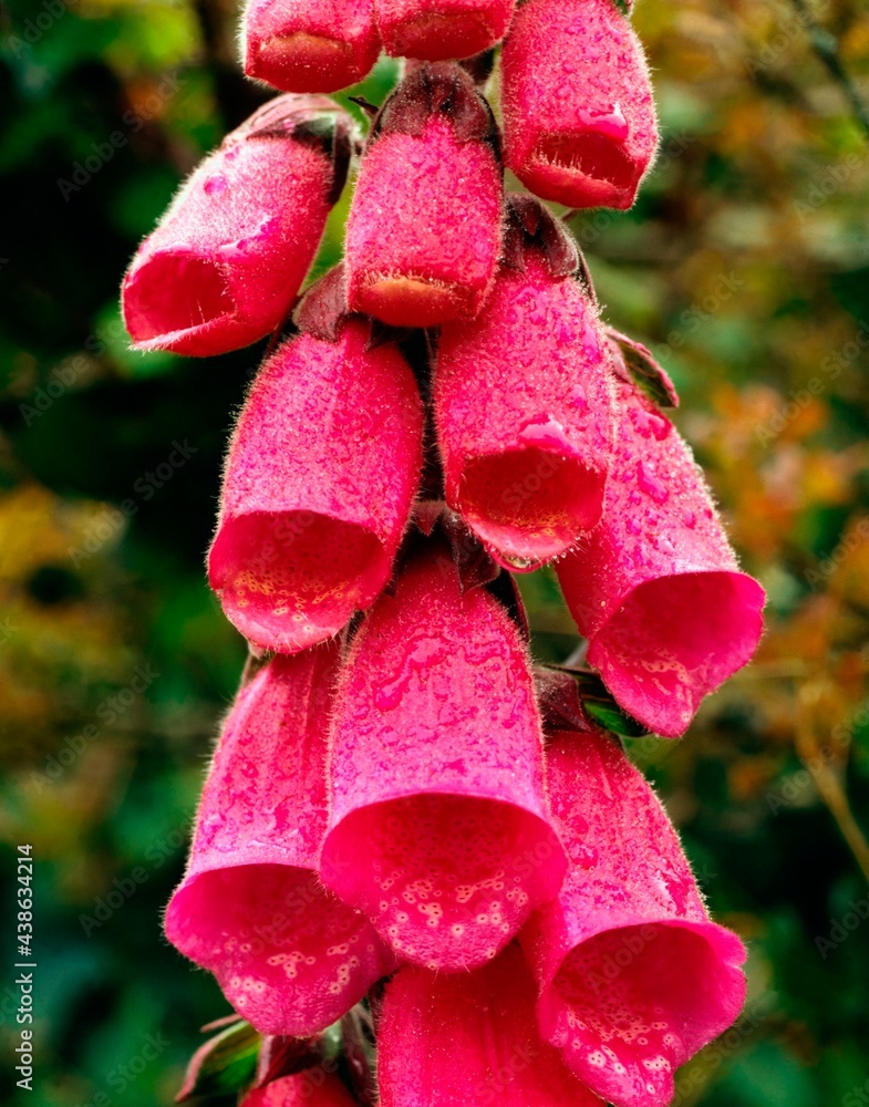 red foxglove, digitalis purpurea, nature, plant, plants, flower ...