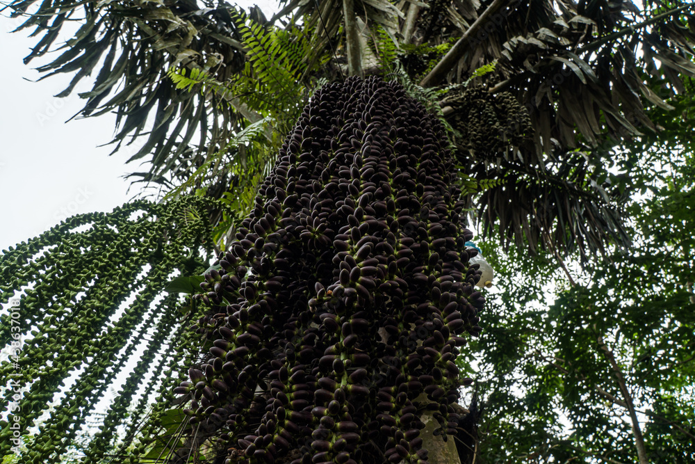 Arenga pinnata palm tree that has been bearing fruit Stock Photo ...