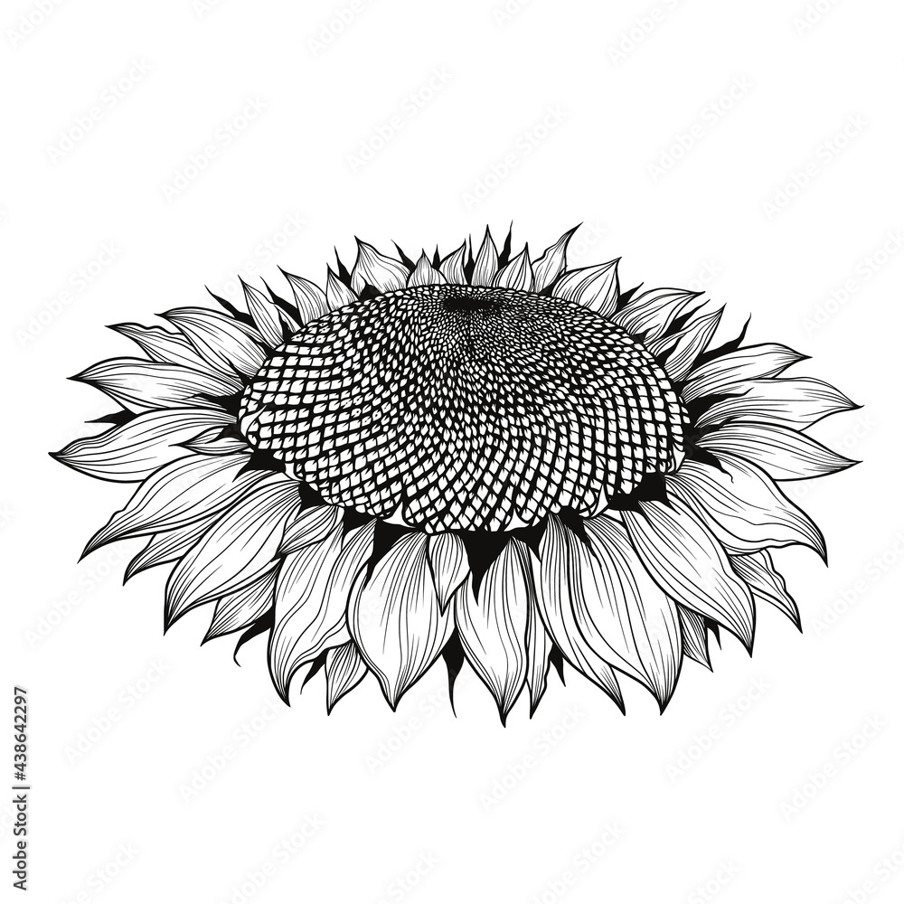 Sunflower flower vector black and white graphics, side view, isolated ...