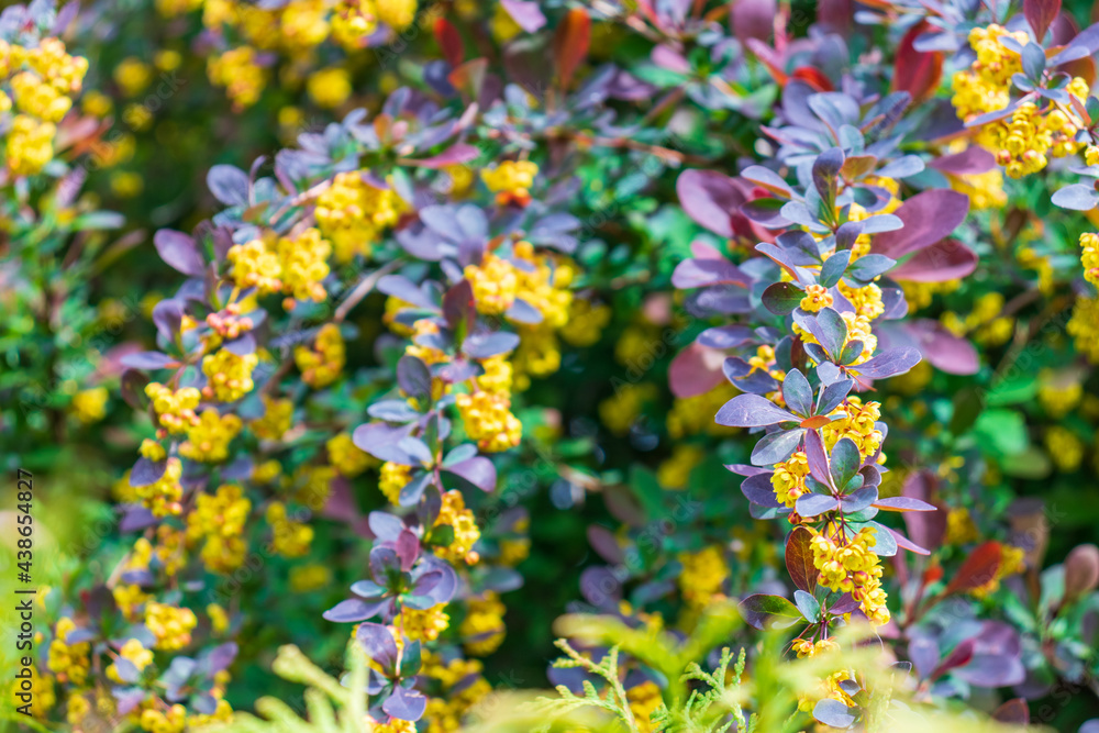 branches with flowers European barberry (Berberis vulgaris). Berberis ...
