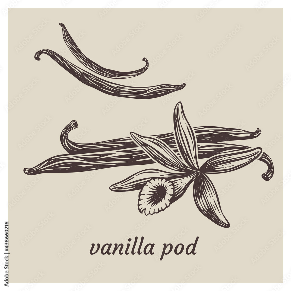 Vanilla flowers and beans set. Hand drawn sketch style vanilla aroma ...