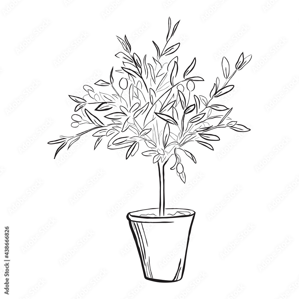 Line art of olive tree in pot. Vector illustration. Stock Vector ...