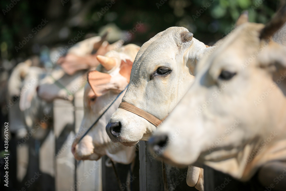 Foto de Cattle,cows ( sapi ) in animal markets to prepare sacrifices on ...