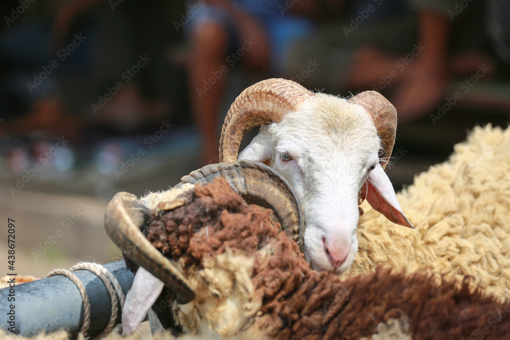 Sheep ( domba ) in animal markets to prepare sacrifices on Eid al-Adha ...