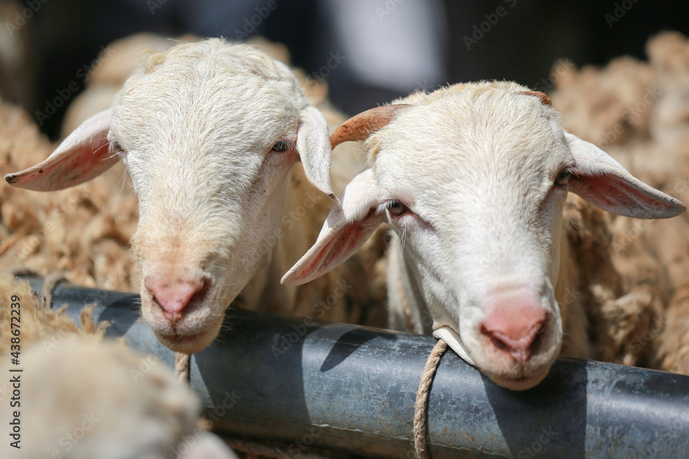 Sheep ( domba ) in animal markets to prepare sacrifices on Eid al-Adha ...