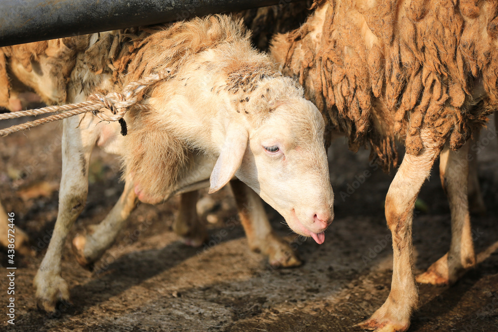 Sheep ( domba ) in animal markets to prepare sacrifices on Eid al-Adha ...