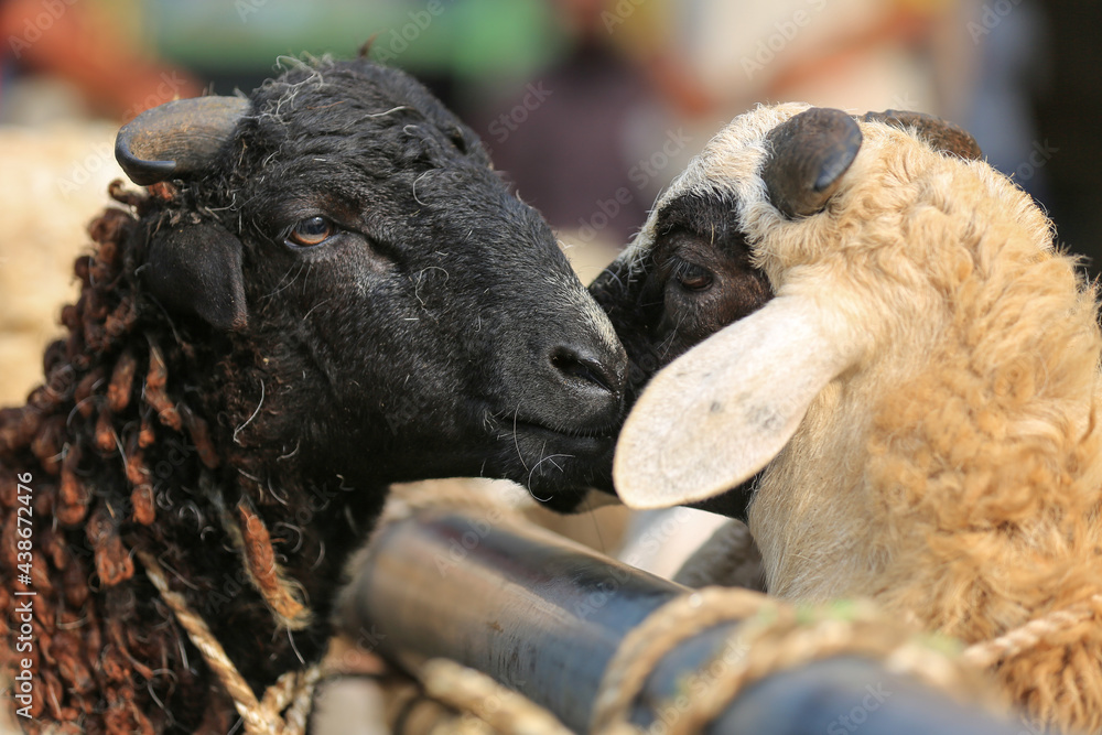 Sheep ( domba ) in animal markets to prepare sacrifices on Eid al-Adha ...