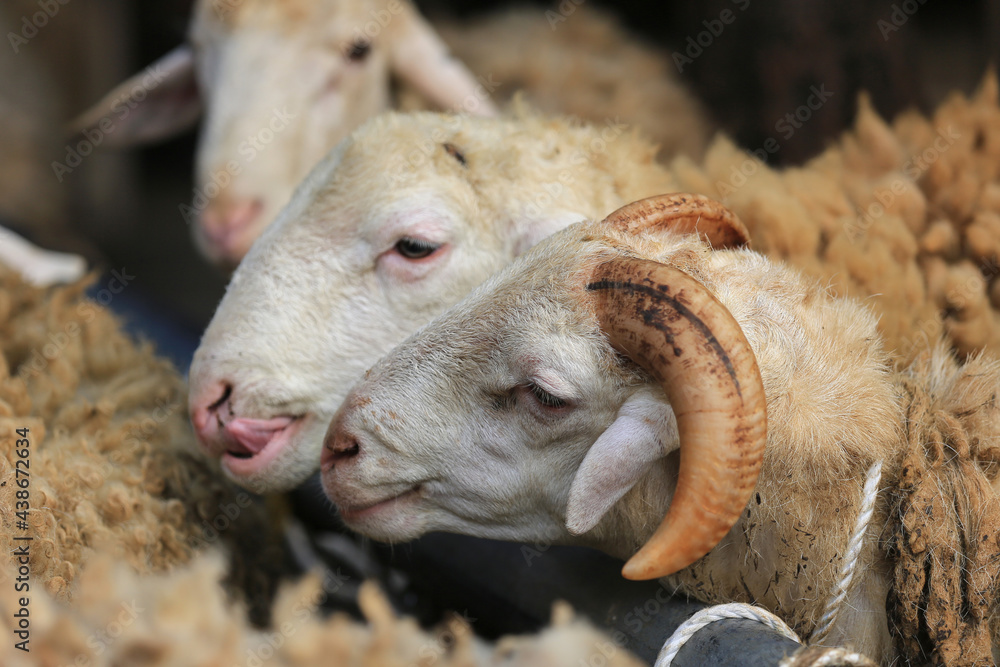 Sheep ( domba ) in animal markets to prepare sacrifices on Eid al-Adha ...