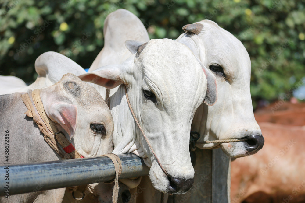 Cattle,cows ( sapi ) in animal markets to prepare sacrifices on Eid al ...