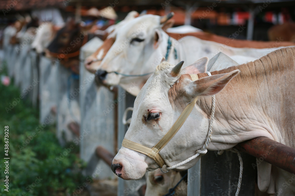 Cattle,cows ( sapi ) in animal markets to prepare sacrifices on Eid al ...