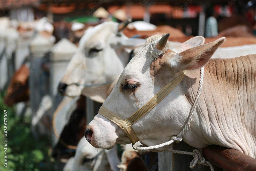 Cattle,cows ( sapi ) in animal markets to prepare sacrifices on Eid al ...
