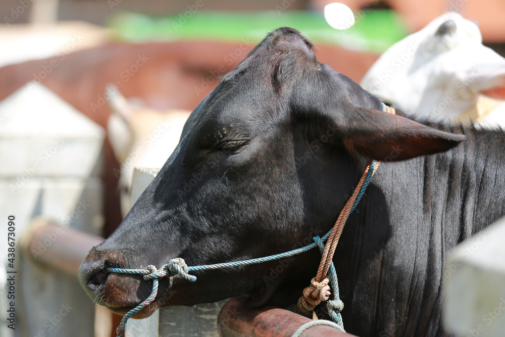 Cattle,cows ( sapi ) in animal markets to prepare sacrifices on Eid al ...