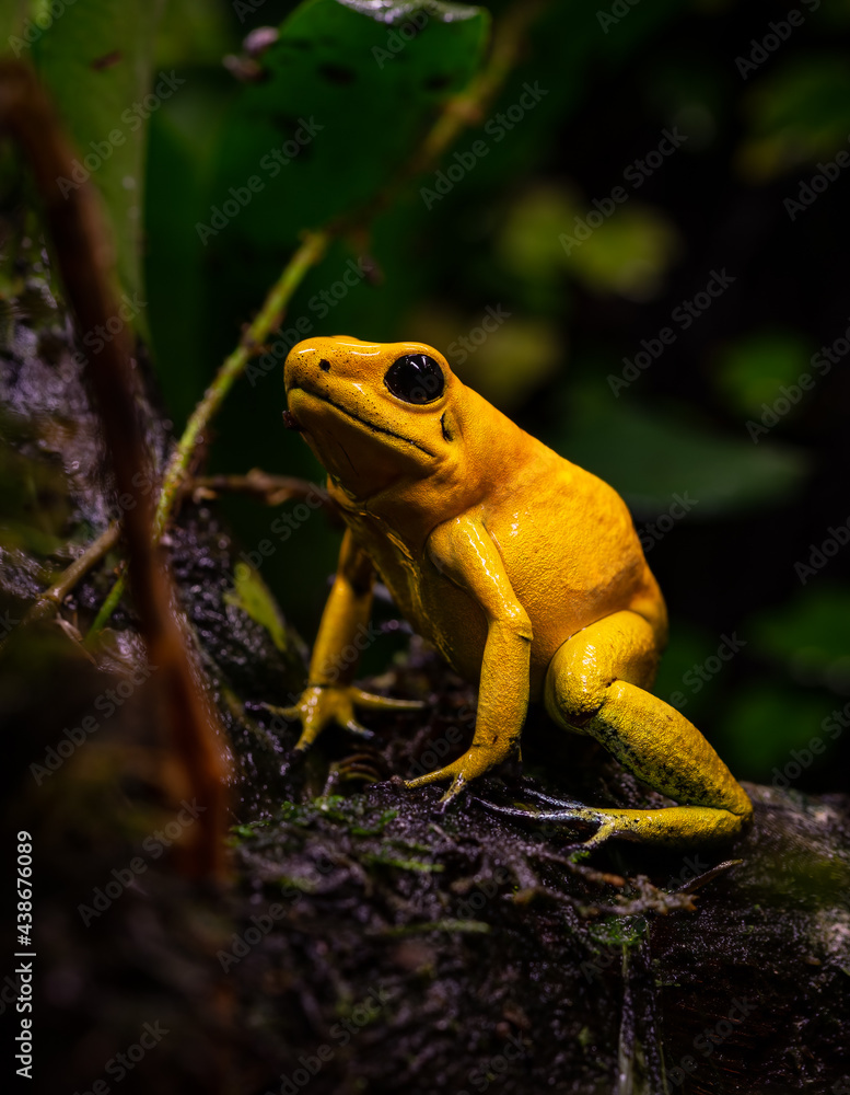 Schreckliche Pfeilgiftfrosch (Phyllobates terribilis), frosch, gelb ...