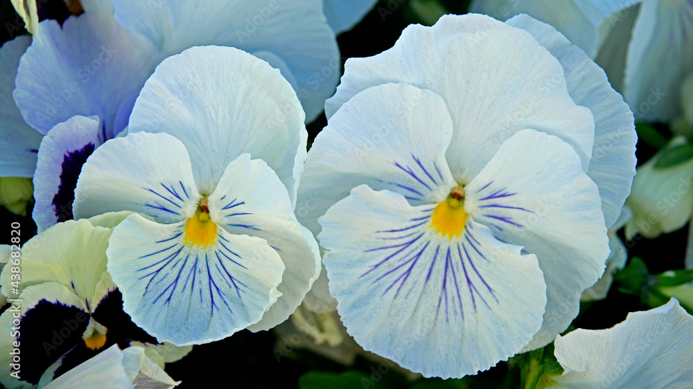 A flowering plant with colorful inflorescences, grown in many varieties ...