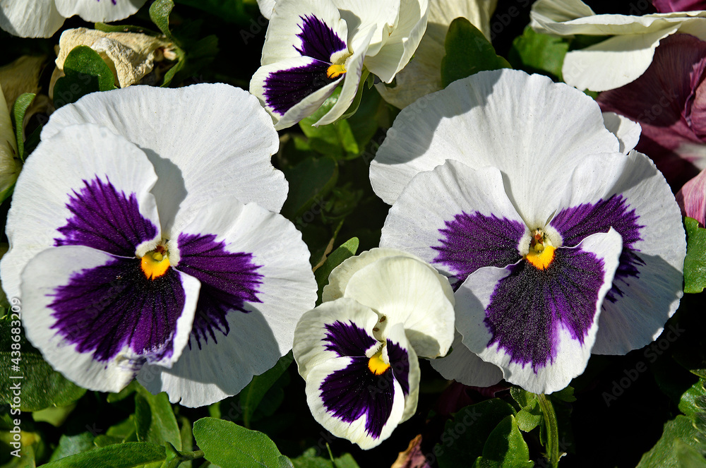 A flowering plant with colorful inflorescences, grown in many varieties ...