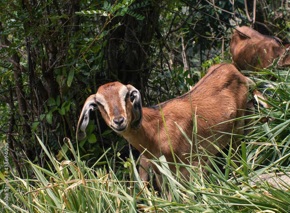 Cabra en las montañas de Colombia Stock Photo | Adobe Stock