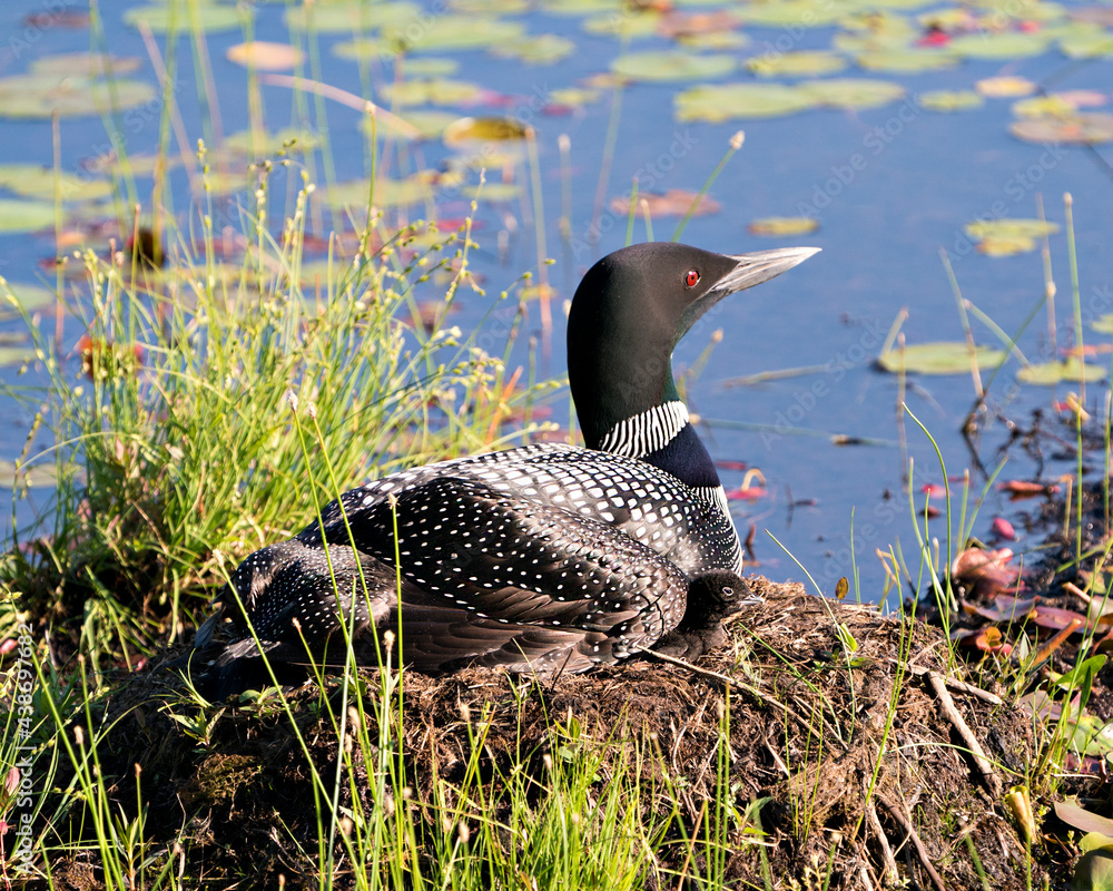Common Loon Photo. Loon with one day baby chick under her feather wings ...