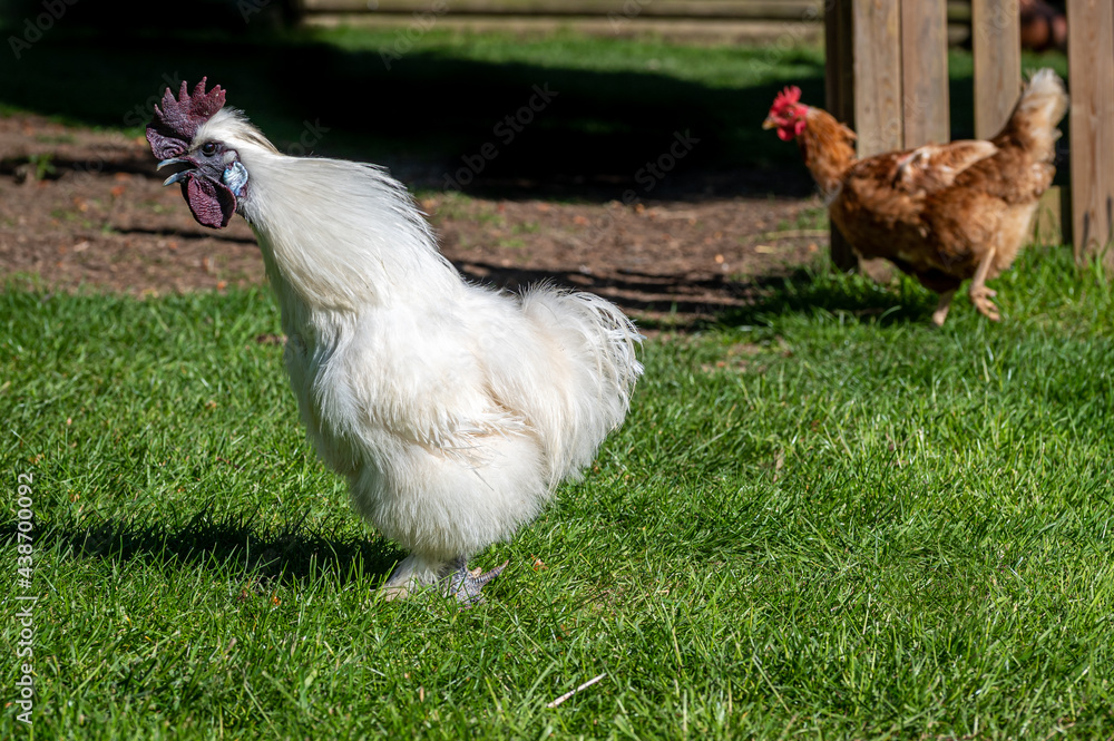 Foto de Silkie chicken, also known as silky or Chinese silk chicken do ...